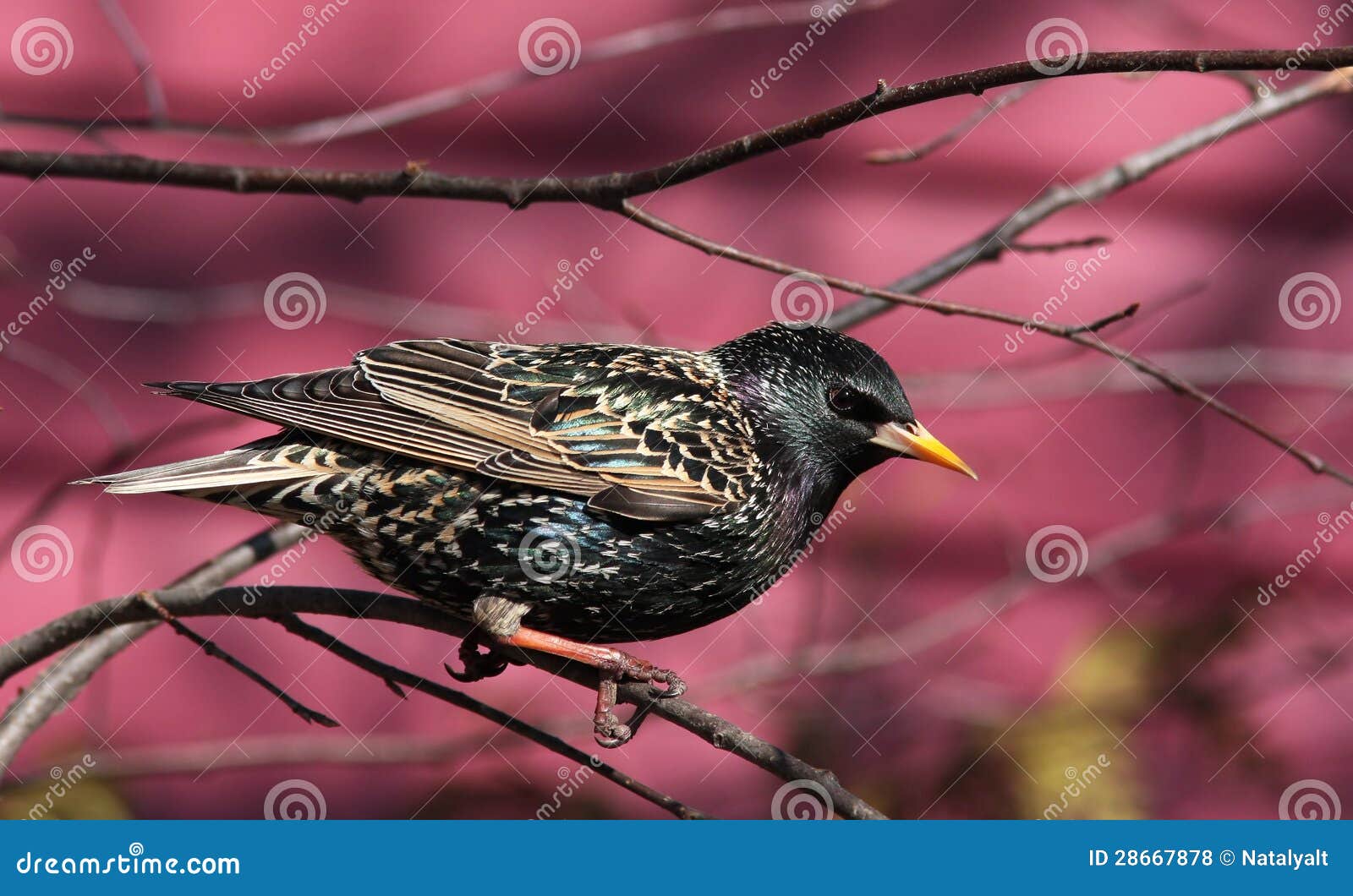 Storno fotografia stock. Immagine di songbirds, uccello - 28667878