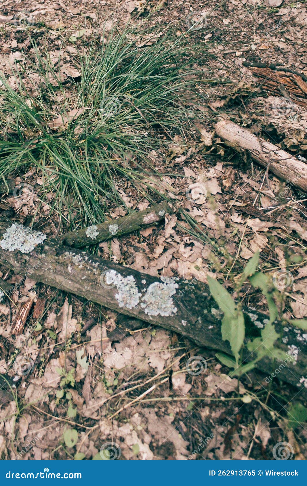 Speech of a tired nature stock image. Image of nature - 262913765