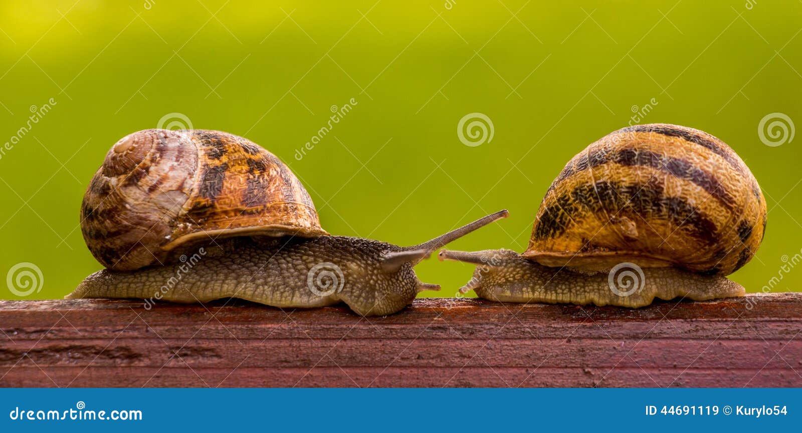 Fight snails. Competition. stock image. Image of struggle - 44691119