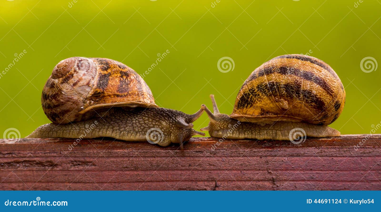Two Snails In Love Kiss With Their Antennae. Large Achatina Snails On ...