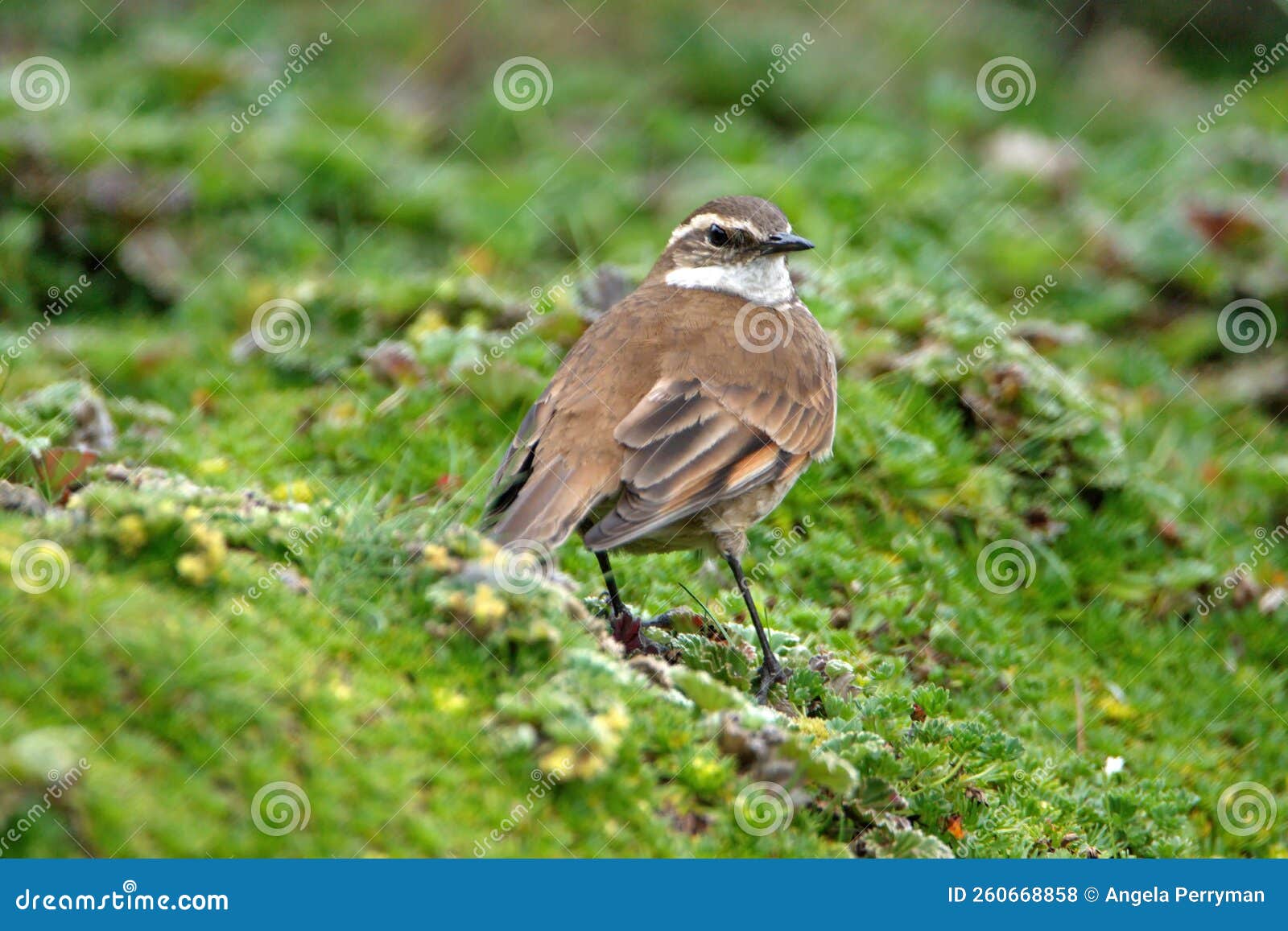 Stout-billed Cinclodes in the Paramo Stock Photo - Image of nature ...