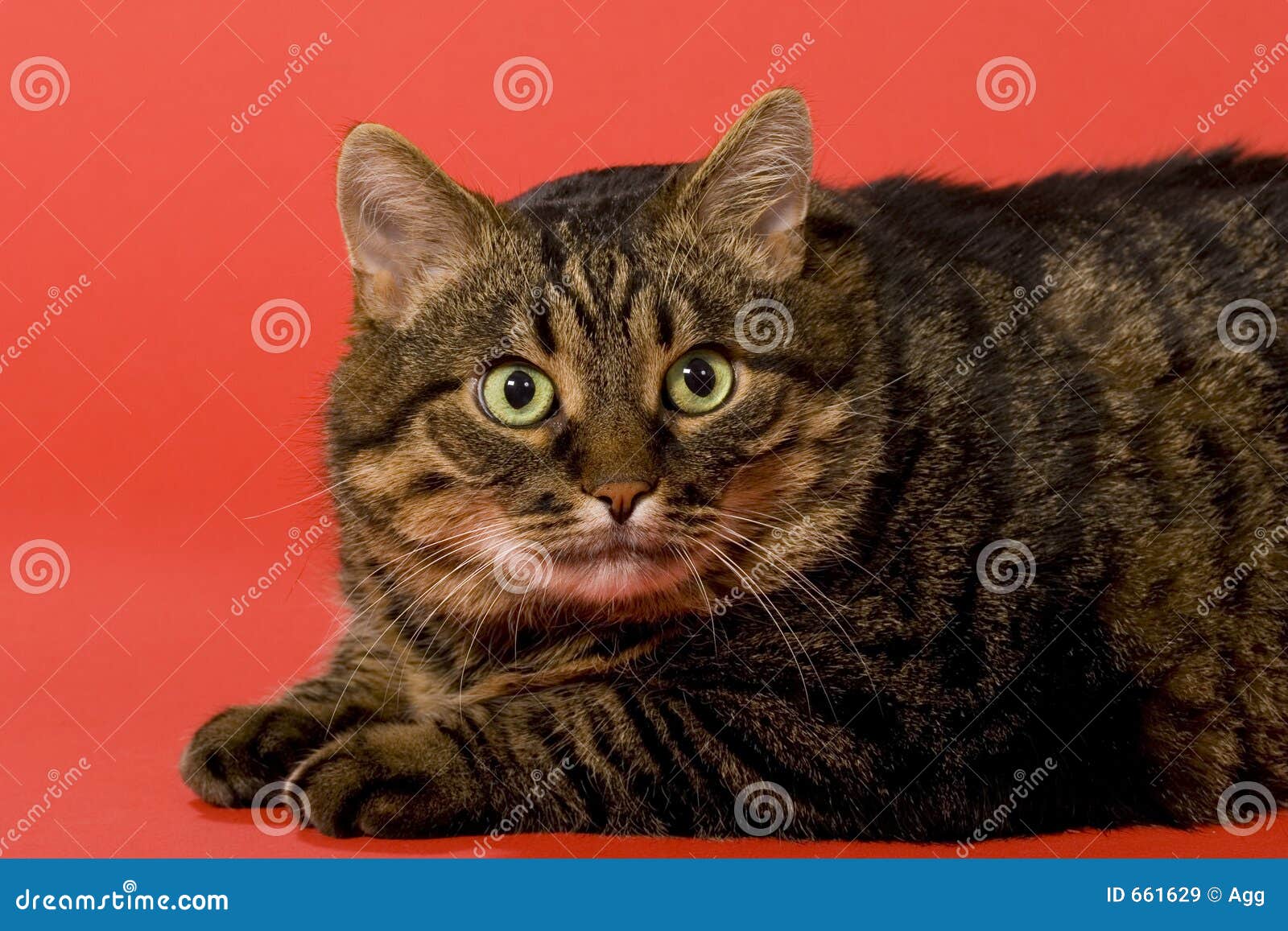 Stout cat view stock image. Image of view, gaze, look, portrait - 661629