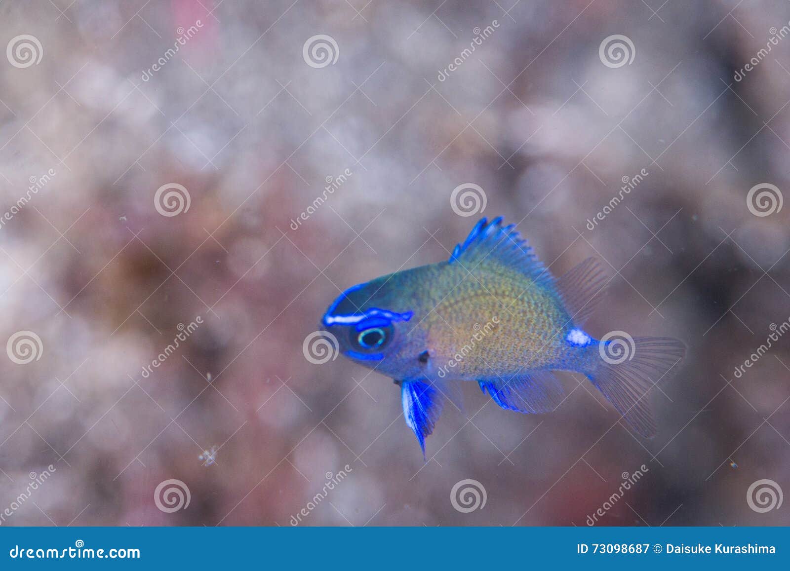 Stout chromis stock image. Image of beautiful, chrysura - 73098687