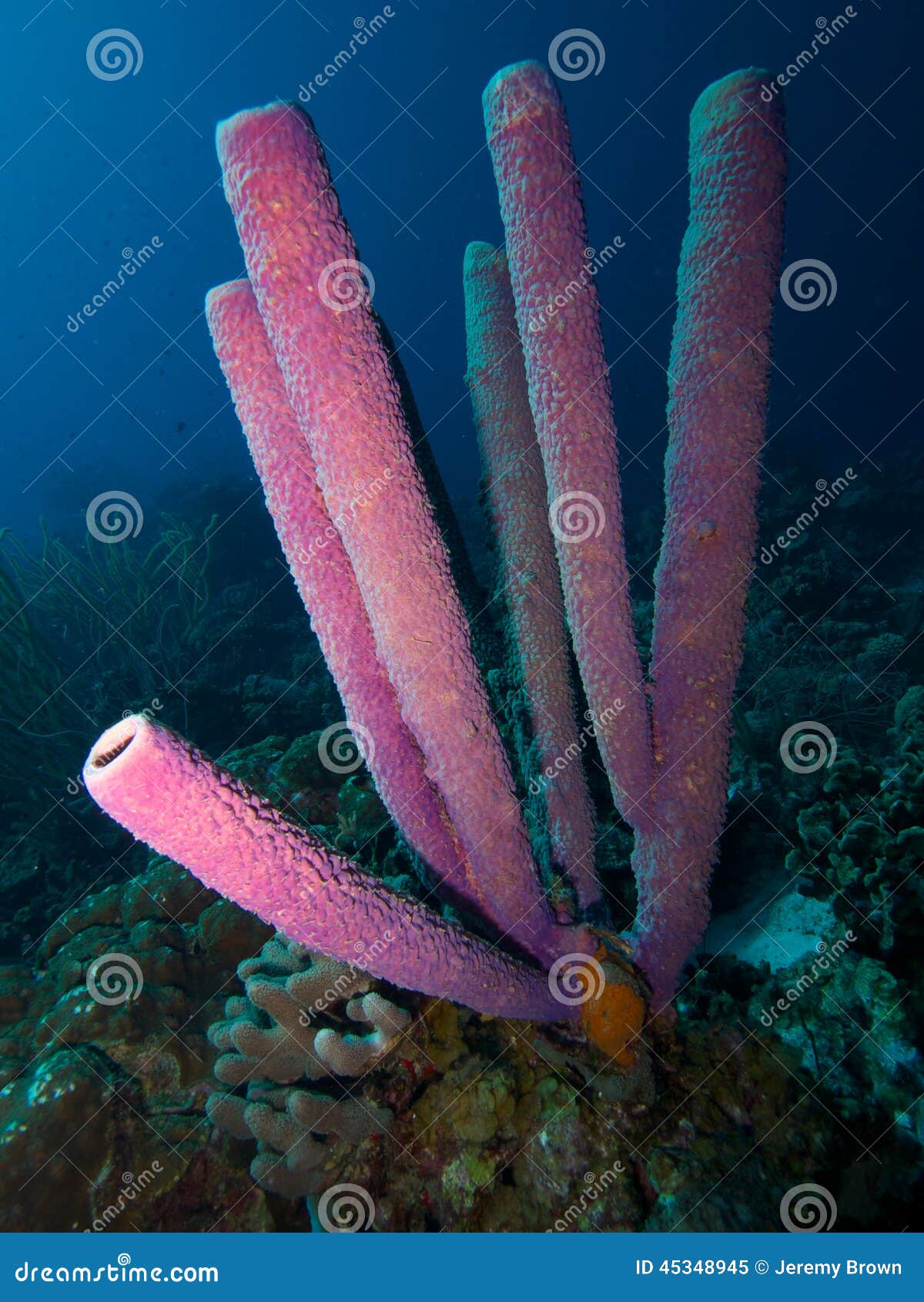 Stove-Pipe Sponge stock image. Image of bonaire, netherlands - 45348945