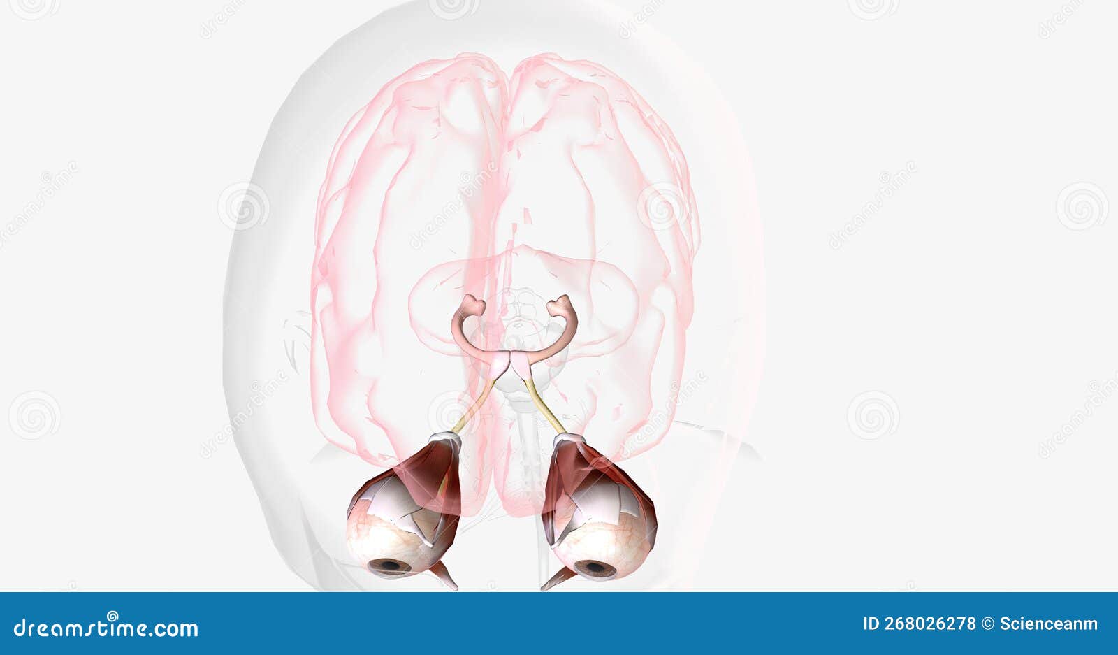 Strabismic Amblyopia, Visual Pathway with Eye Movement Stock ...