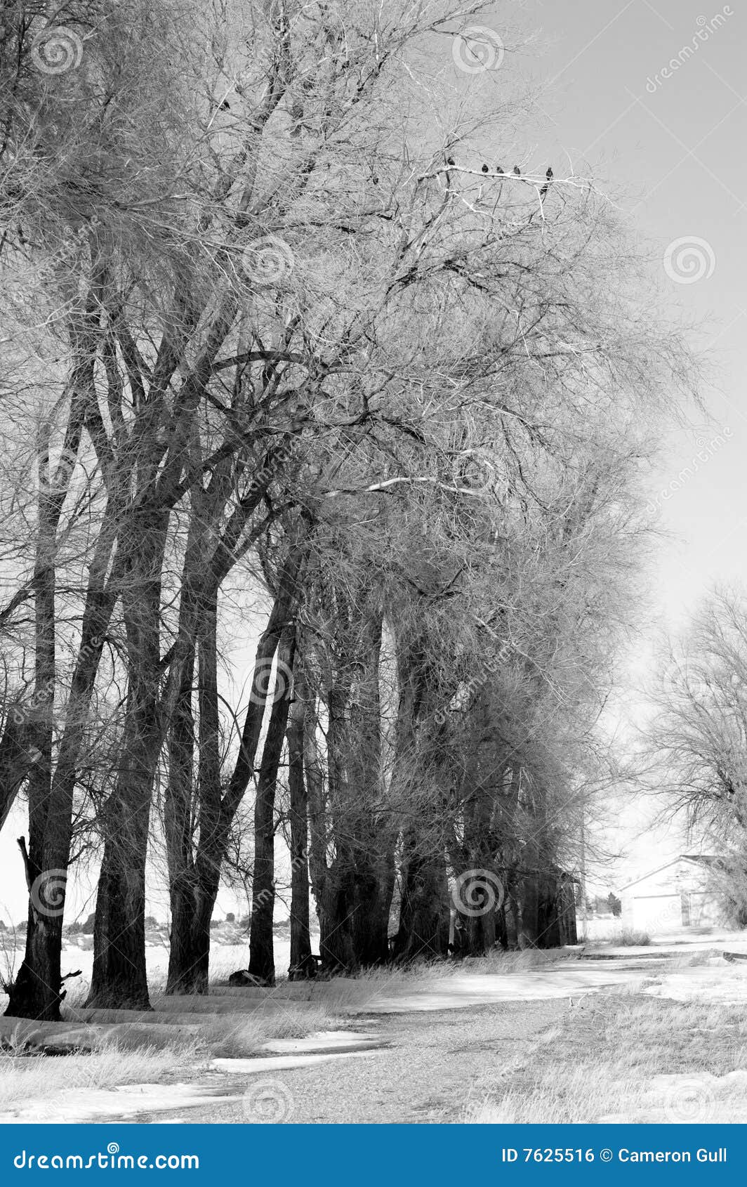 Strada Campestre Allineata Albero Con Neve Fotografia Stock - Immagine ...