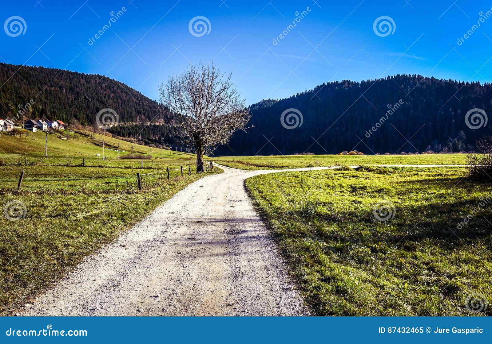Strada Campestre E Campi Con La Strada Trasversale E Un Albero Immagine ...