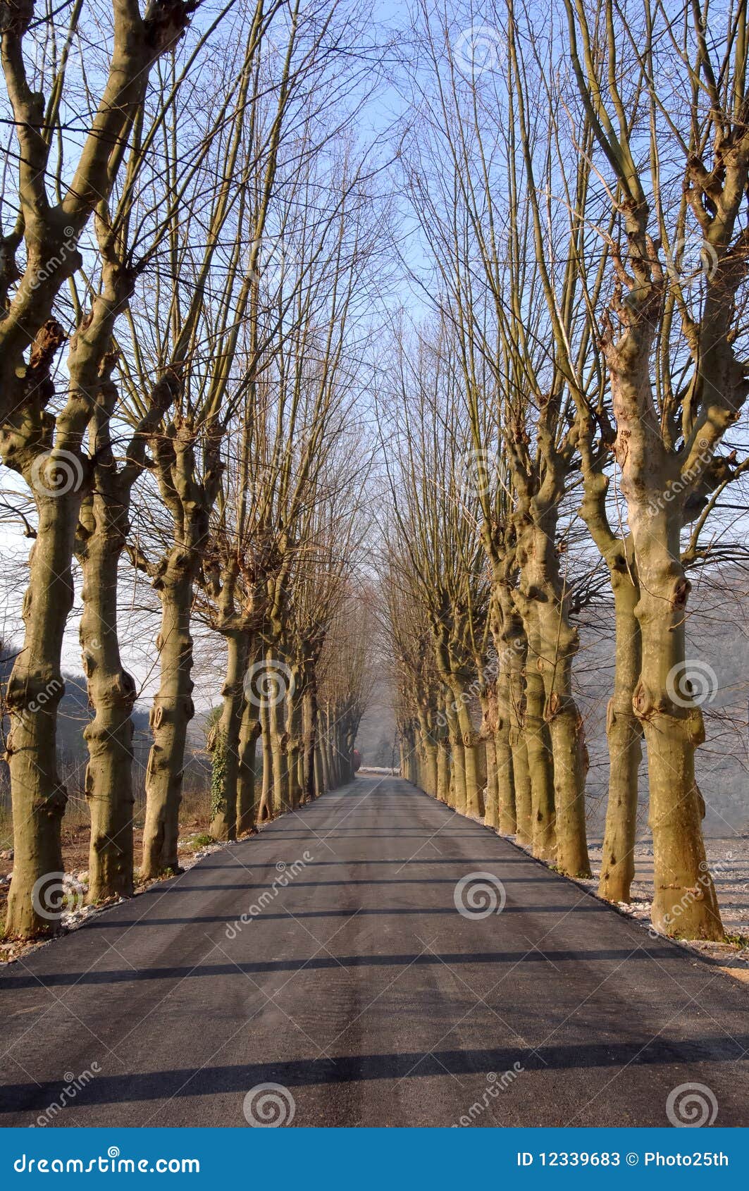 Strada con gli alberi immagine stock. Immagine di pianta - 12339683