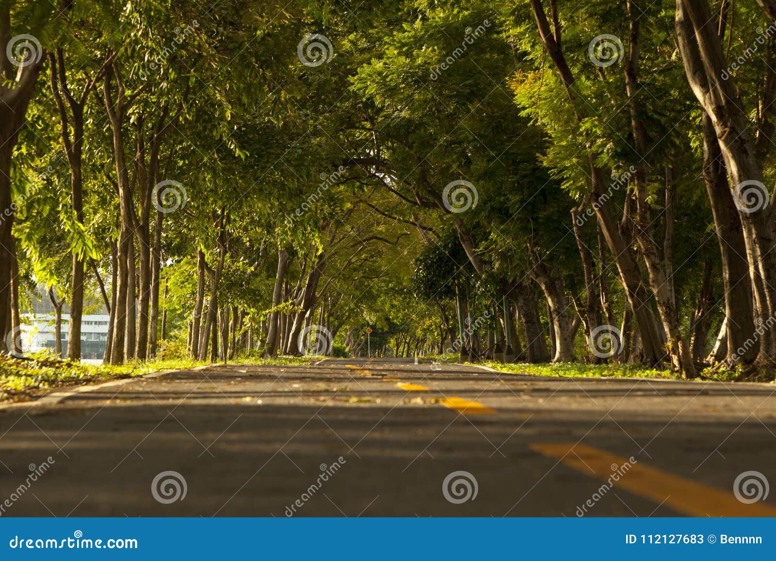 Strada Con Gli Alberi Da Entrambi I Lati Immagine Stock - Immagine di ...