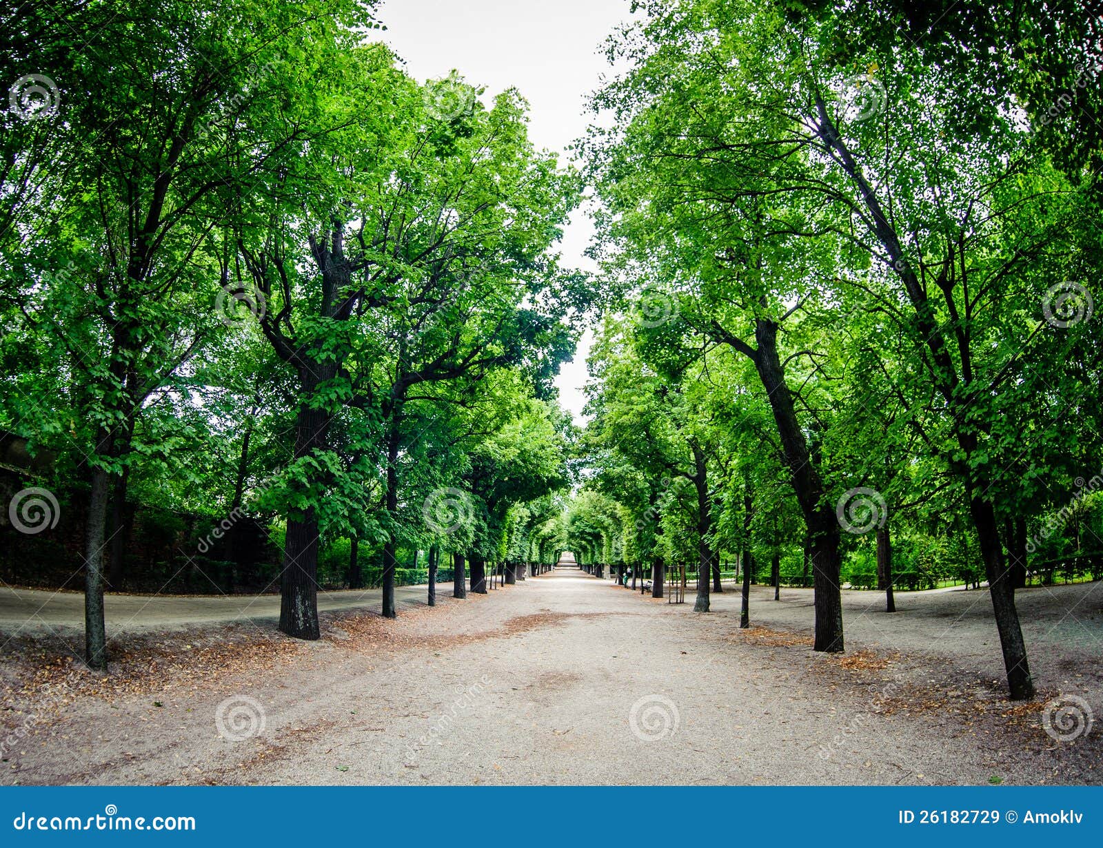 Strada Con La Riga Degli Alberi Verdi Immagine Stock - Immagine di ...