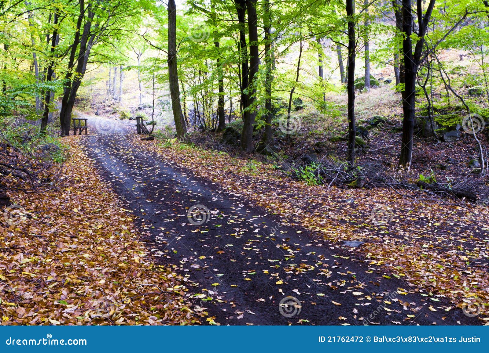 Strada Della Montagna in Una Bella Foresta Di Autunno. Fotografia Stock ...