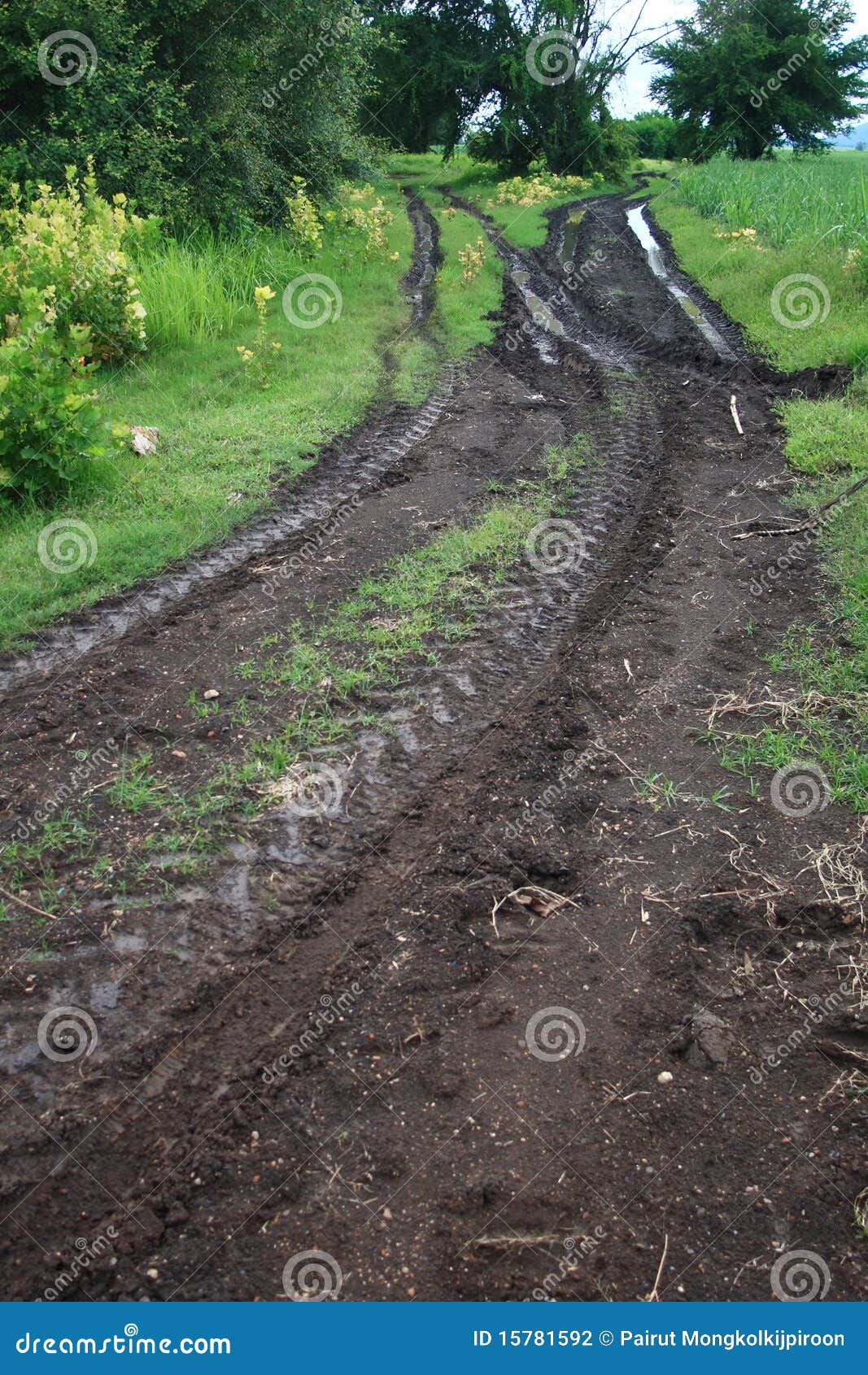 Strada fangosa fotografia stock. Immagine di fango, camion - 15781592