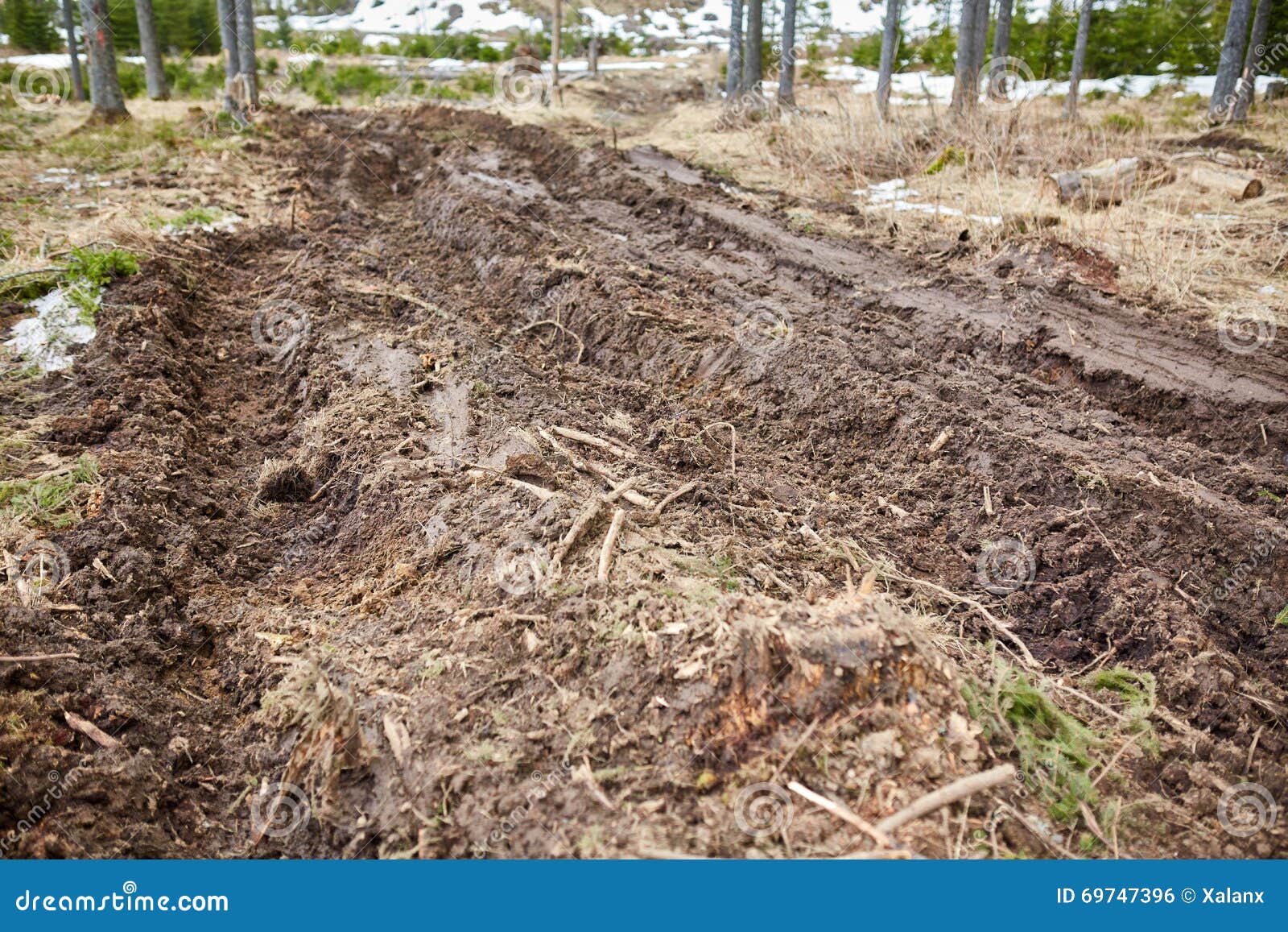Strada Fangosa Nella Foresta Fotografia Stock - Immagine di fango ...