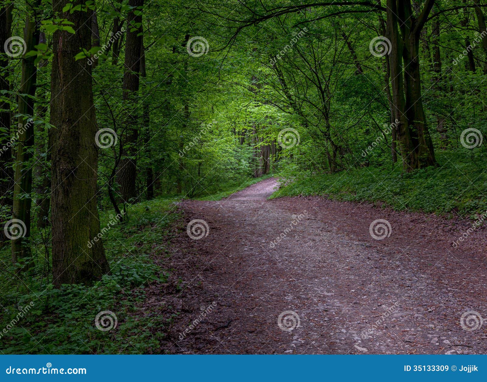 Strada in Foresta Scura Mistica Immagine Stock - Immagine di foschia ...