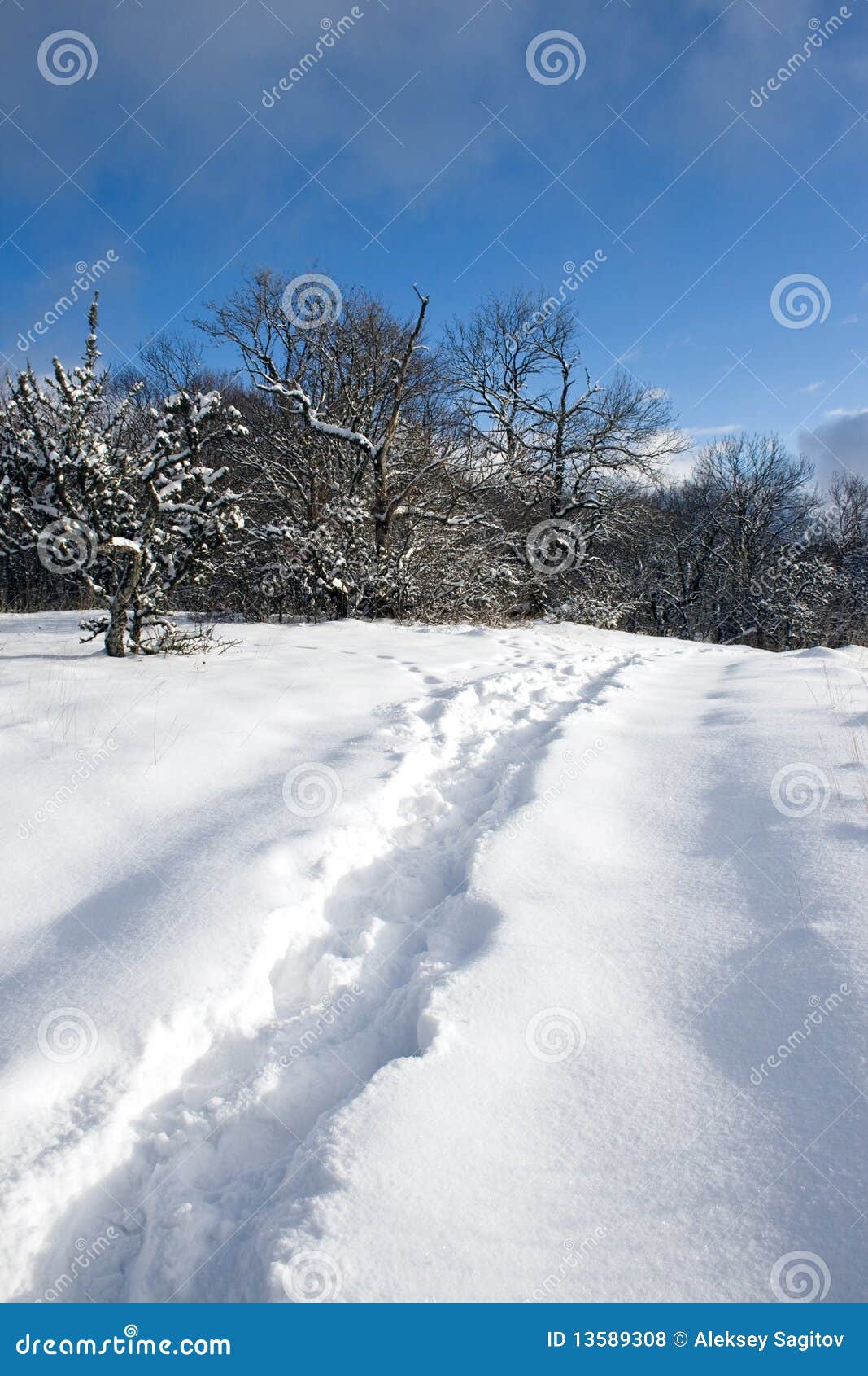 Strada innevata fotografia stock. Immagine di parco, gelo - 13589308