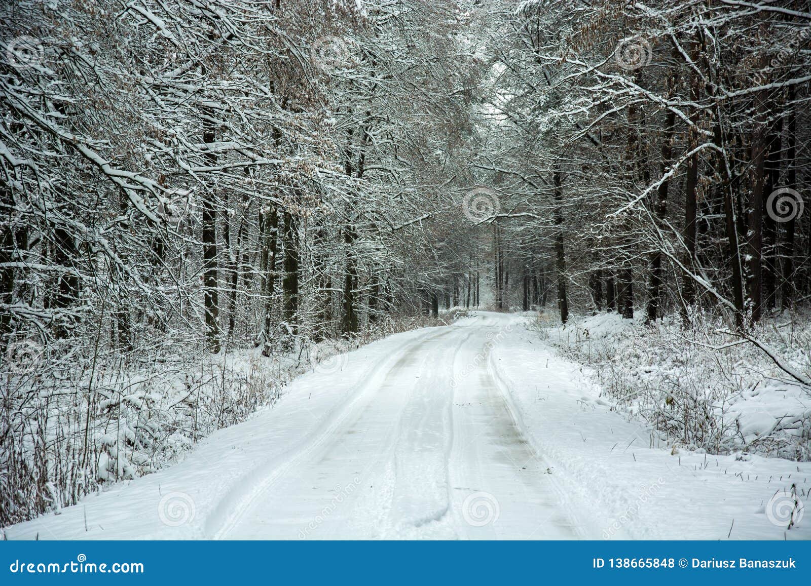 Strada Innevata Attraverso La Foresta Mistica Di Bellezza Fotografia ...