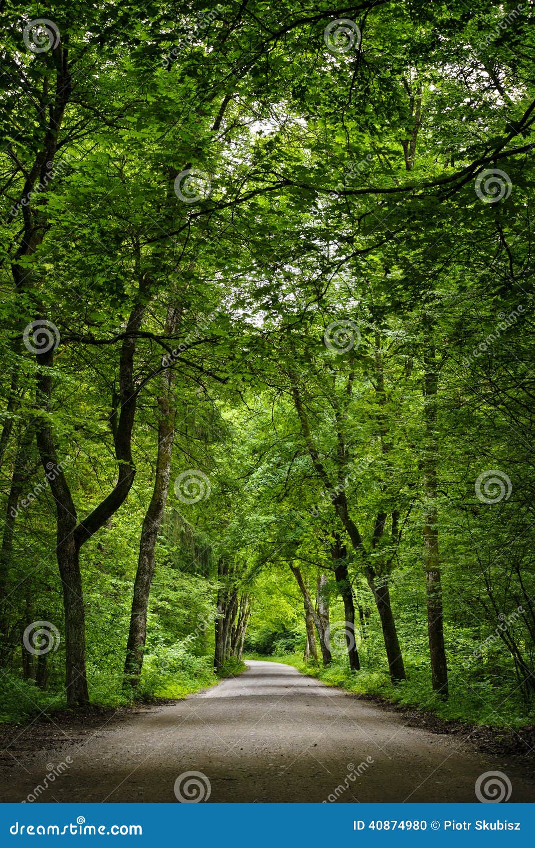 Strada nella foresta verde fotografia stock. Immagine di ambiente ...