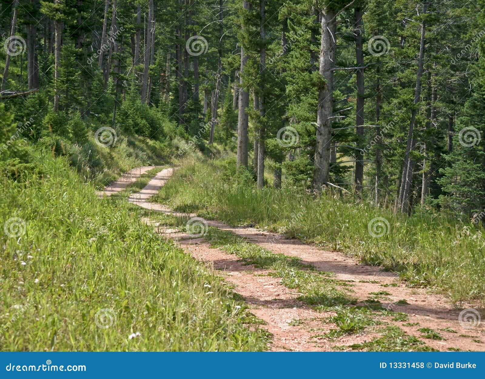Strada Non Asfaltata Stretta Two-track Fotografia Stock - Immagine di ...
