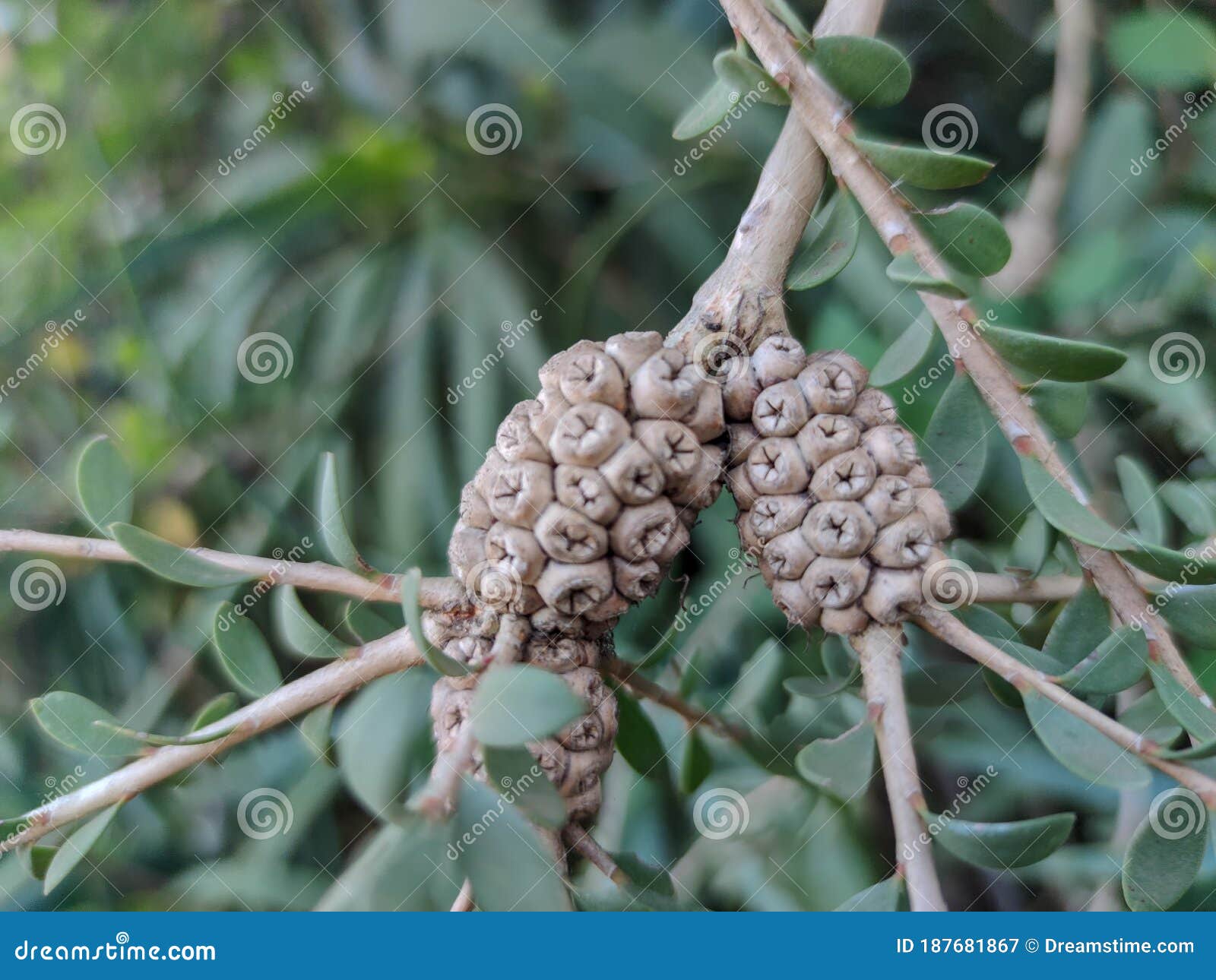 A Strage Plant in the Forest. High Quality Photo Stock Image - Image of ...