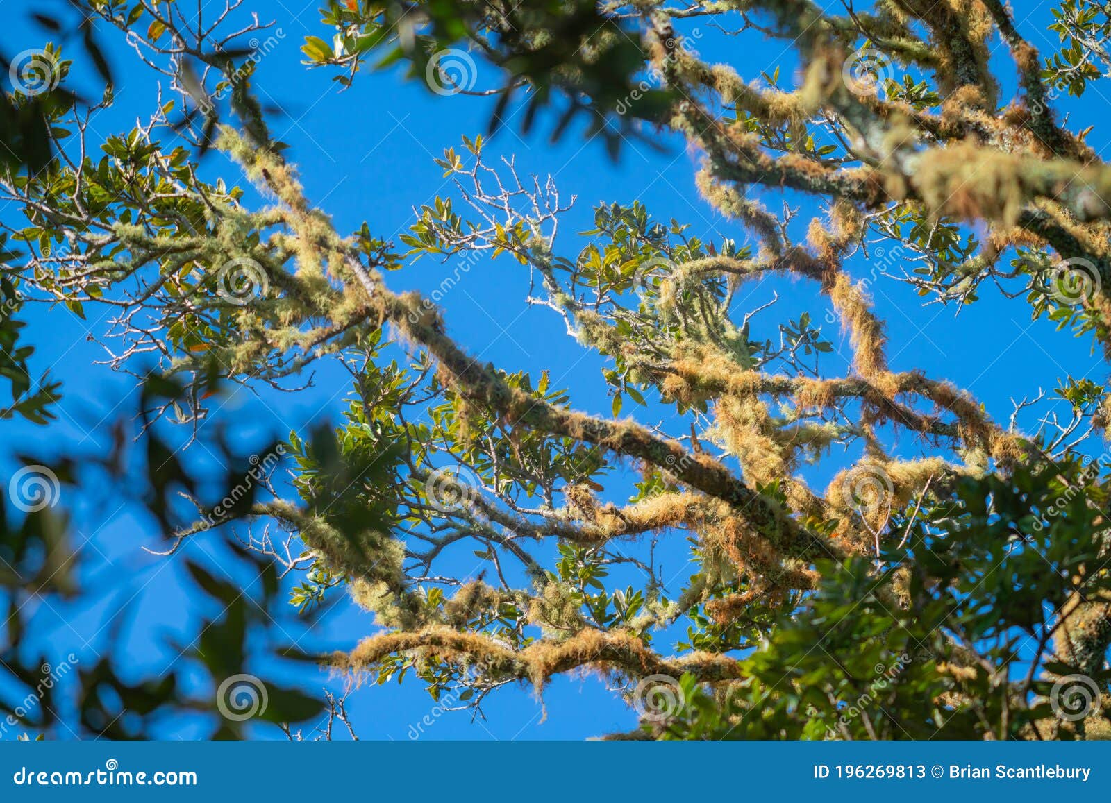 Straggly Branches Lichen Coversed Making and Untidy Nature Pattern ...