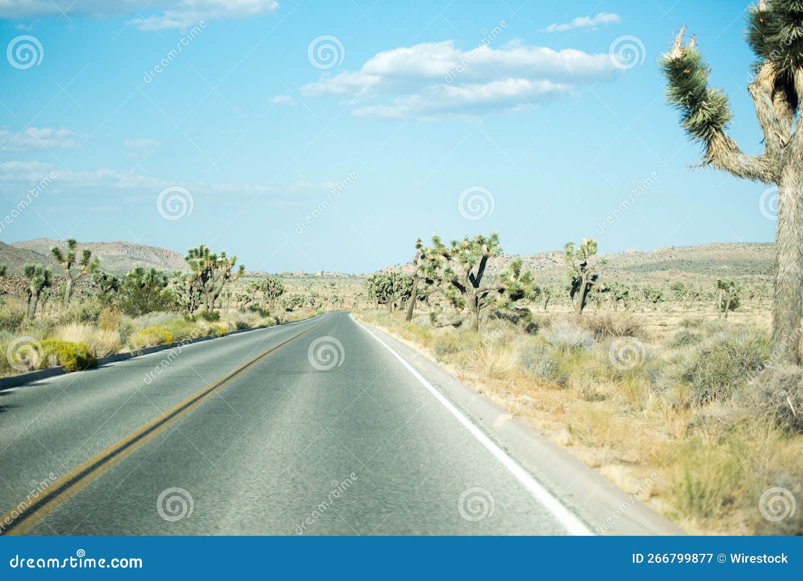 Straight Asphalt Road Beautiful Huge Cacti on Both Sides Stock Image ...