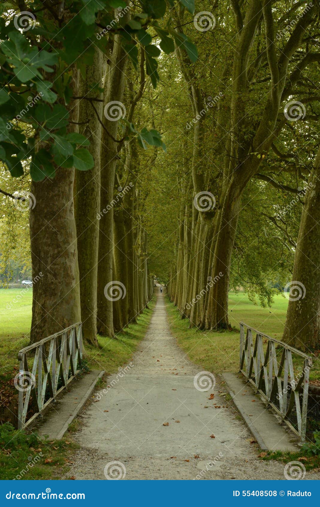 Straight bicycle path stock photo. Image of summer, path - 55408508