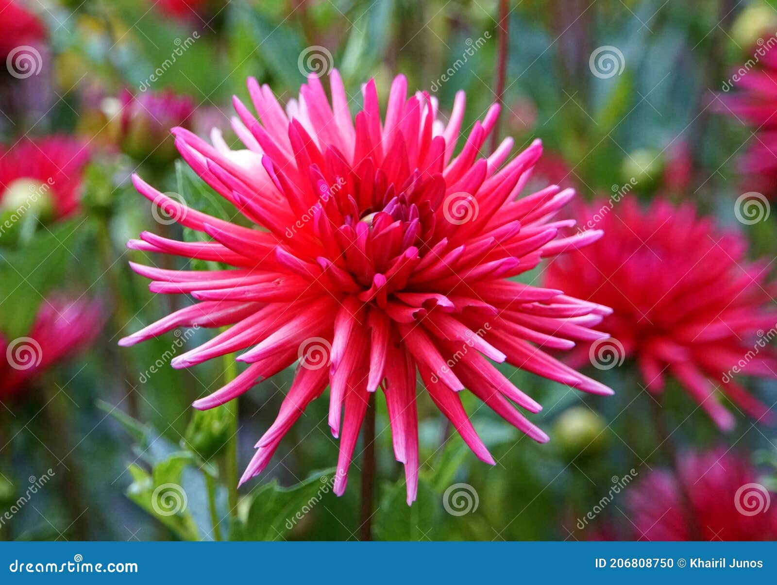 A Straight Cactus Dahlia `Redd Devil` Flower Stock Photo - Image of ...