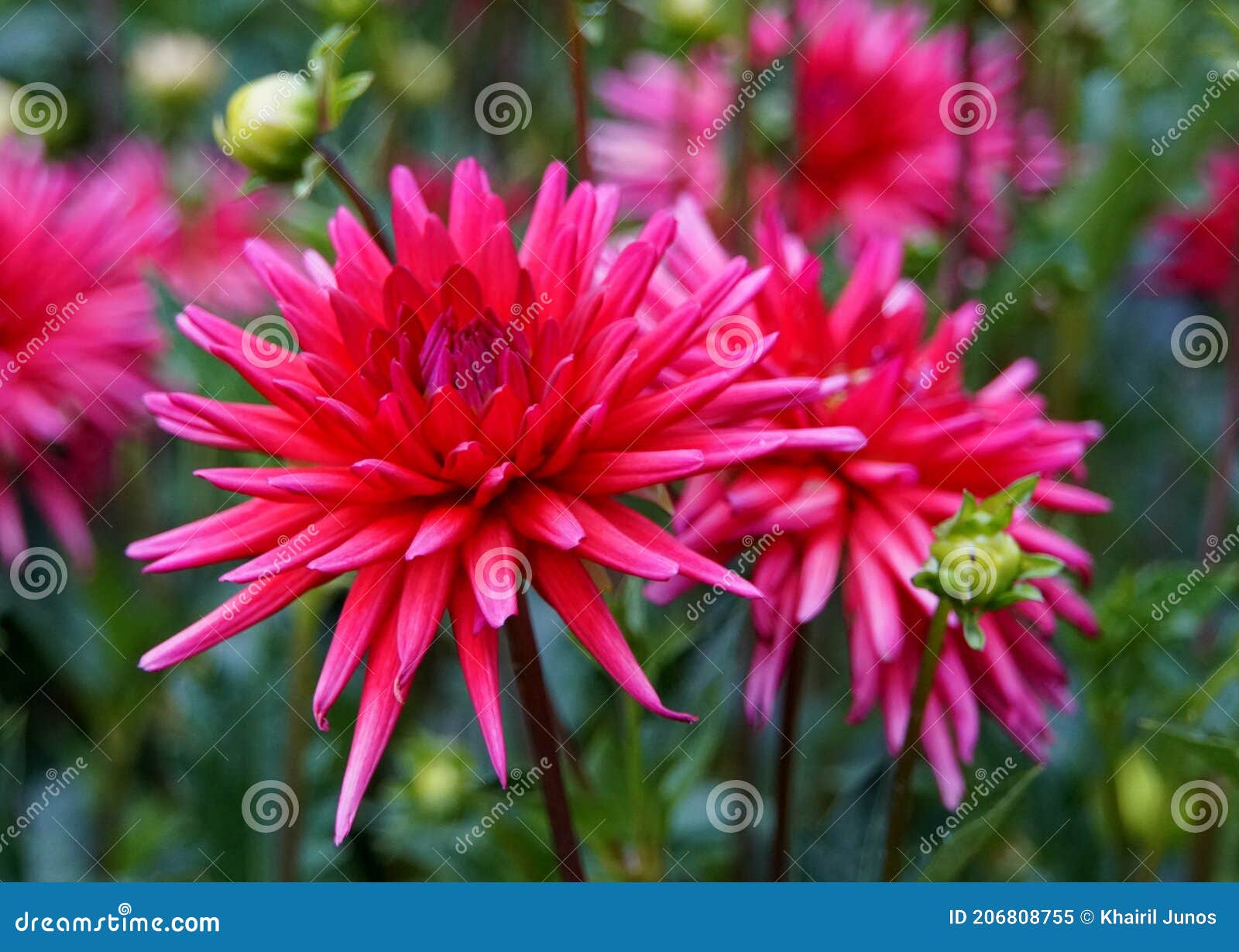 Straight Cactus Dahlia `Redd Devil` Flower Stock Image - Image of ...
