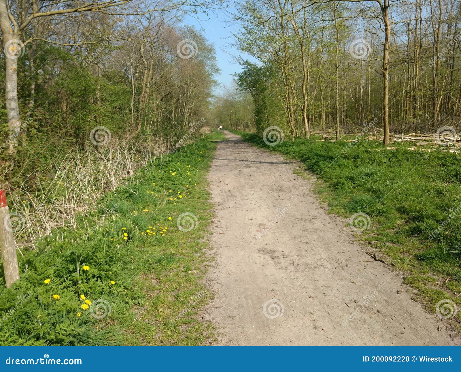 Straight Dirt Pathway in the Middle of the Woods Stock Photo - Image of ...
