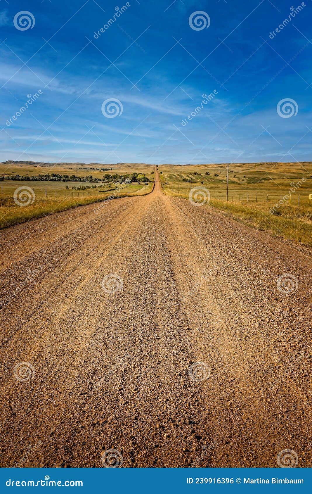 Straight Dirt Road between Agricultural Fields in Montana Stock Photo ...