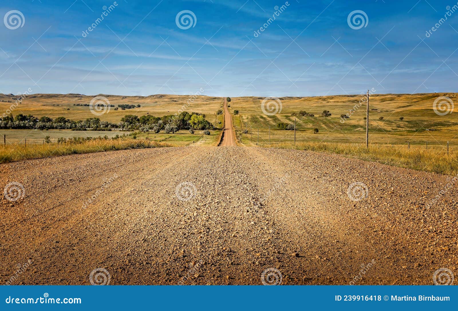 Straight Dirt Road between Agricultural Fields in Montana Stock Photo ...