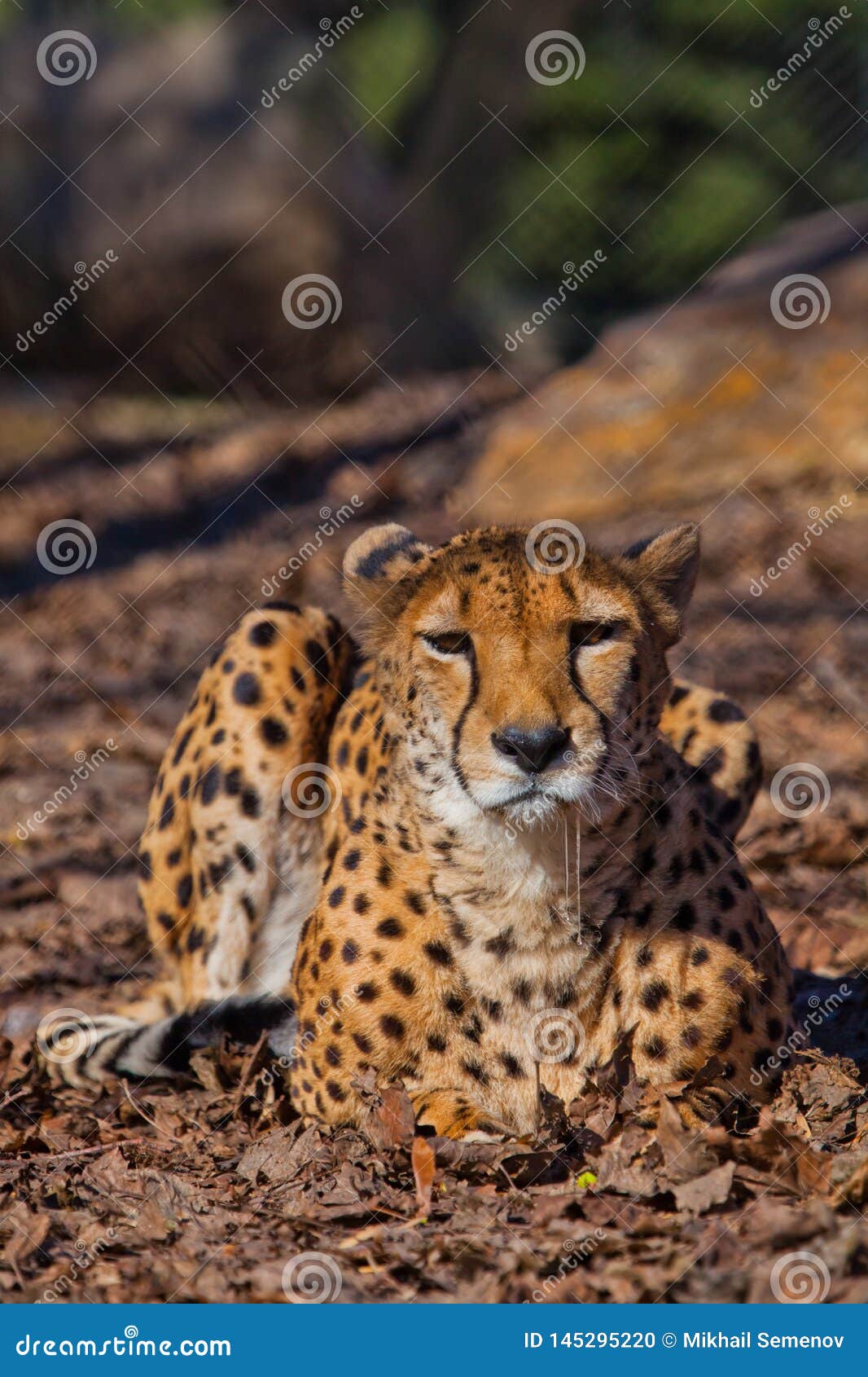 Straight Face a Bright Red Cheetah is Resting and Looking Down on a ...
