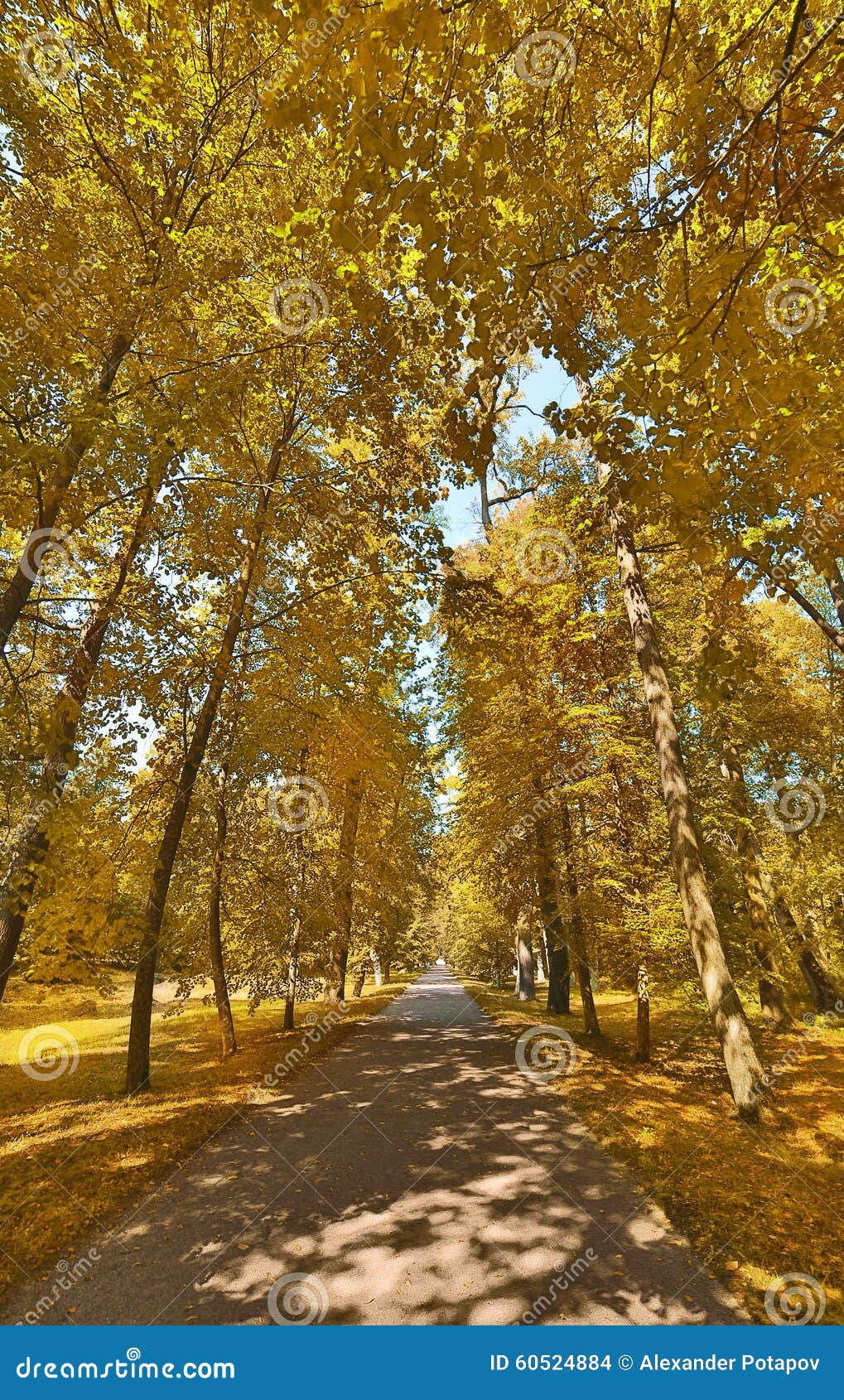 Straight Footpat between Bright Gold Trees Stock Photo - Image of park ...