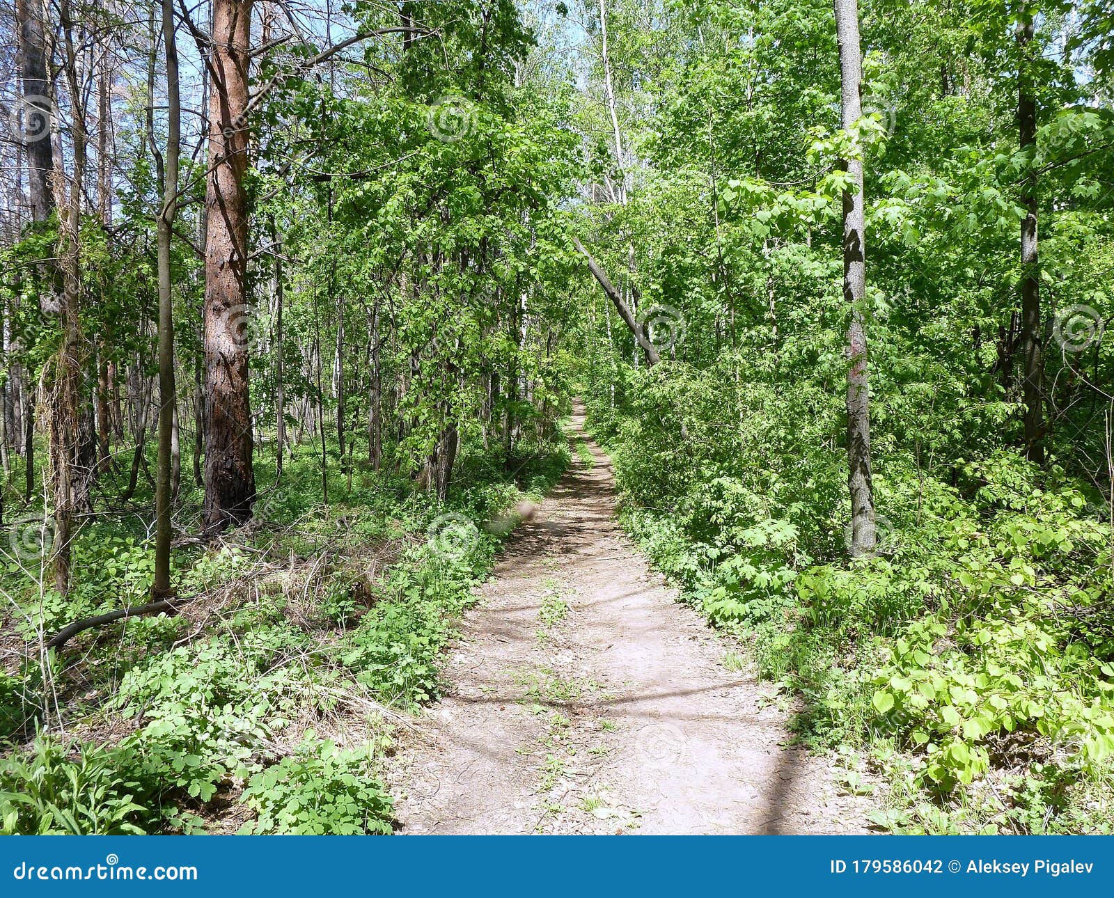 A Straight Forest Path through an Unbearably Bright Green Dense ...