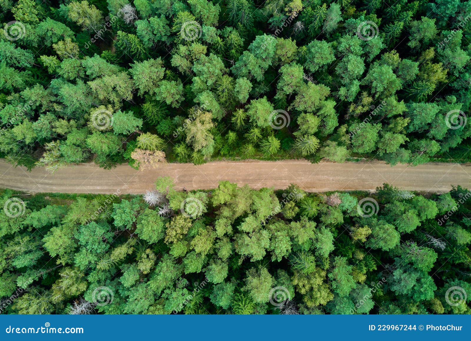 Straight Forest Road in Mixed Bright Green Forest Stock Photo - Image ...
