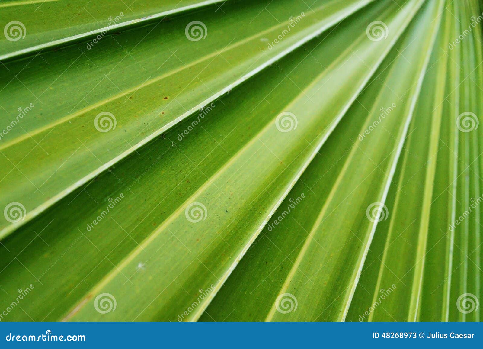 Straight Leaves stock image. Image of sunny, blur, neat - 48268973