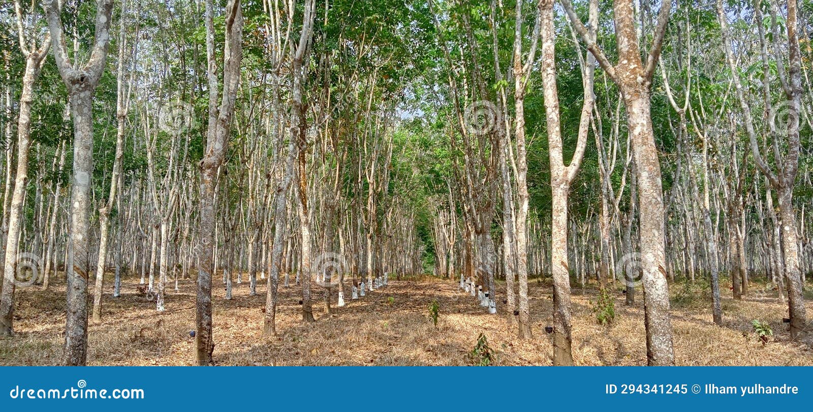 The Straight Line Arrangement of a Tree in a Plantation Stock Image ...