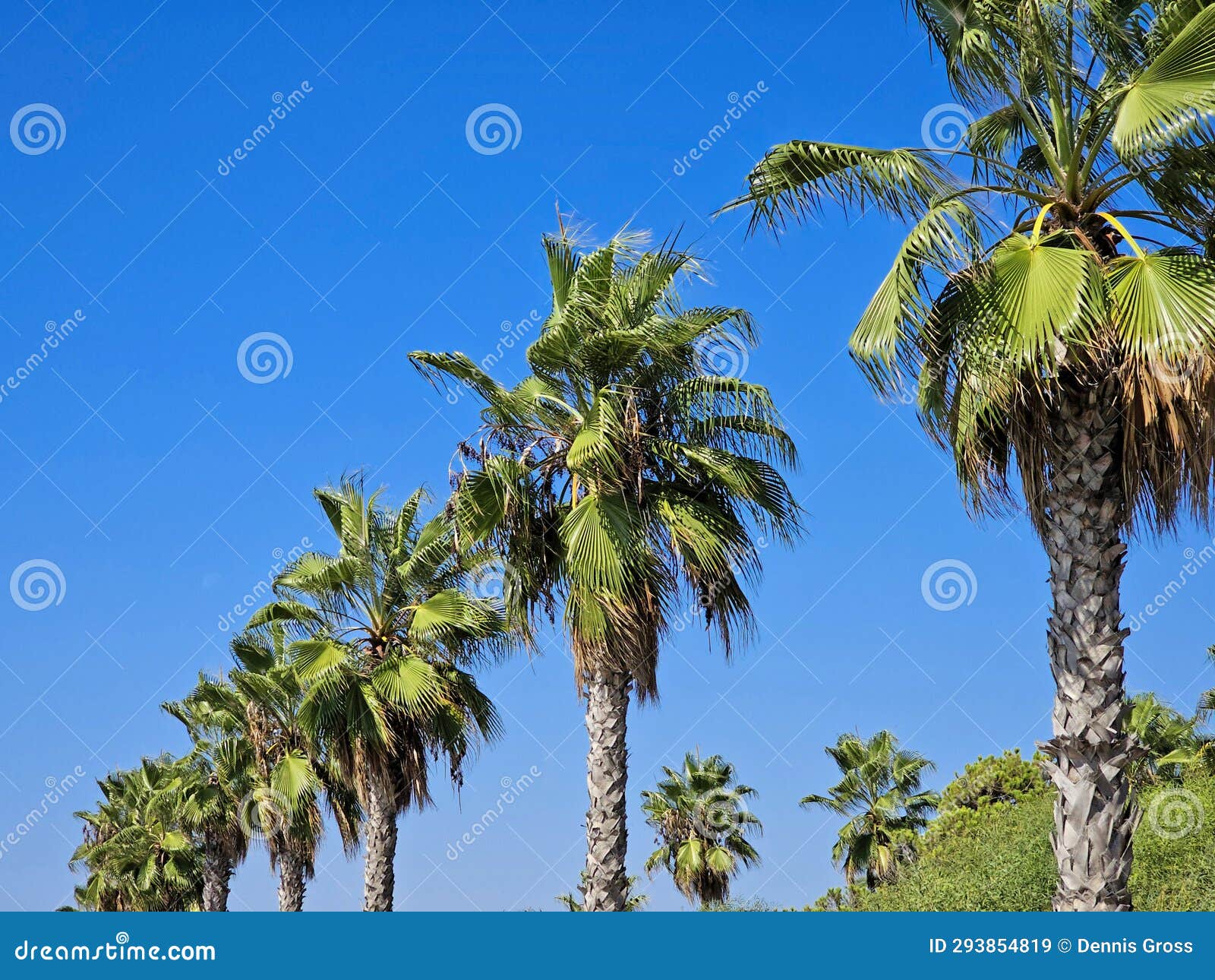 Straight Line of Palm Trees Against Blue Sky Stock Image - Image of ...