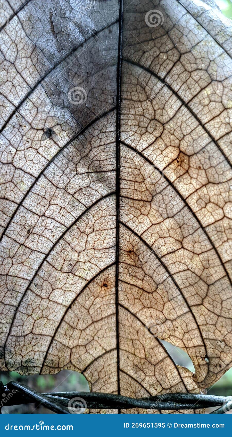 Straight Line Pattern of Brown Leaves Stock Image - Image of brown ...