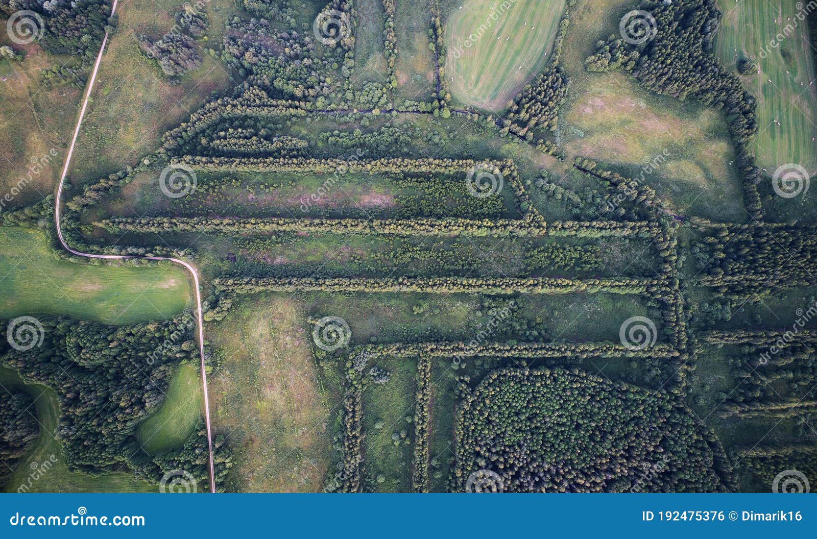 Straight lines of forest stock photo. Image of scenic - 192475376