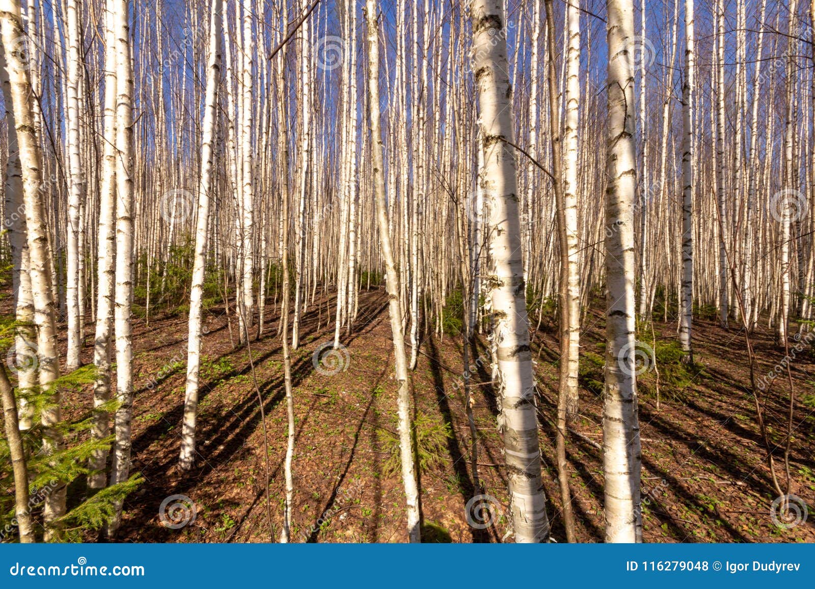 Straight Lines of Trees in the Forest Stock Photo - Image of linden ...