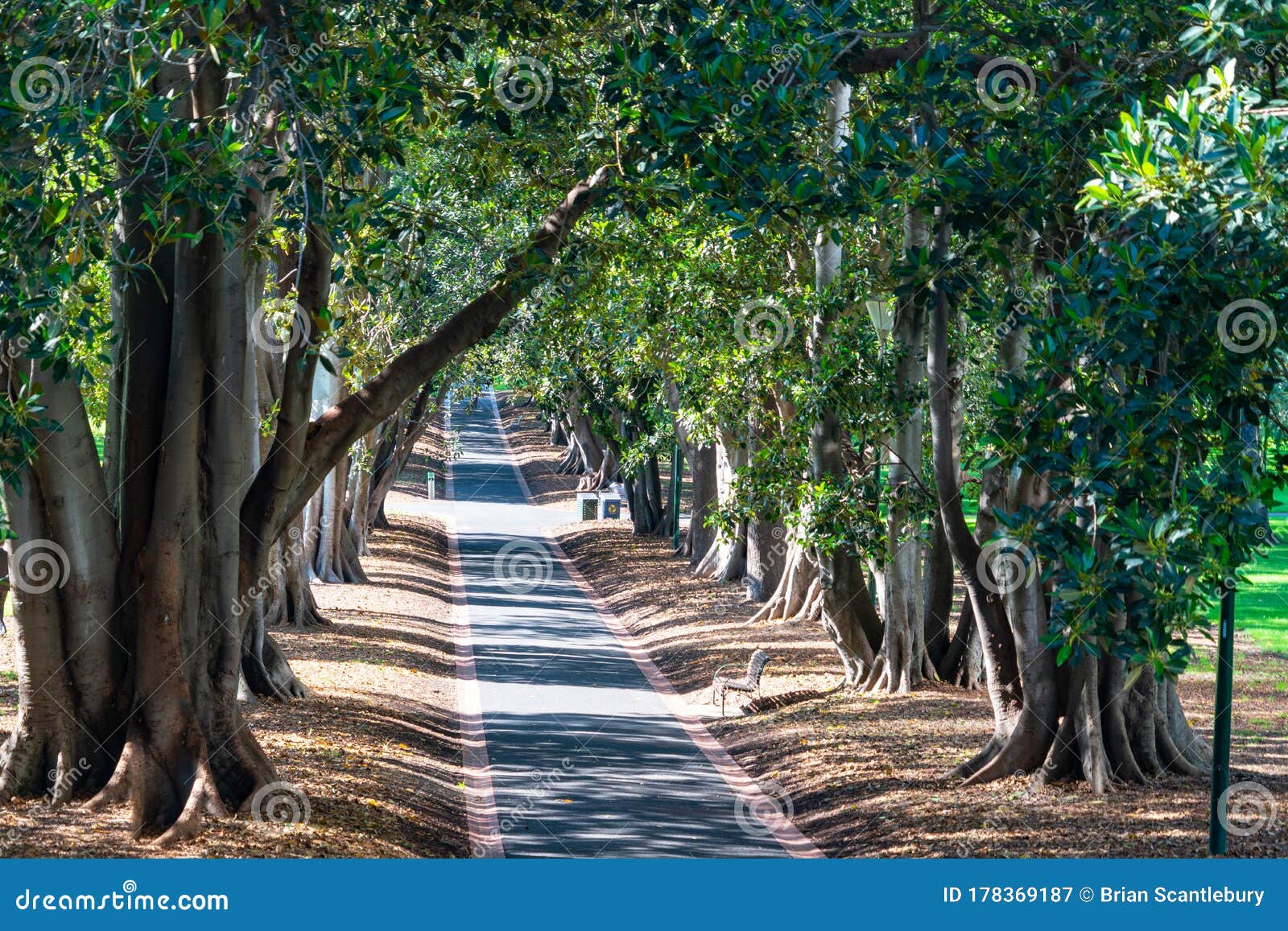 Straight Path Between Meadows And Forest Under Blue Sky Royalty-Free ...