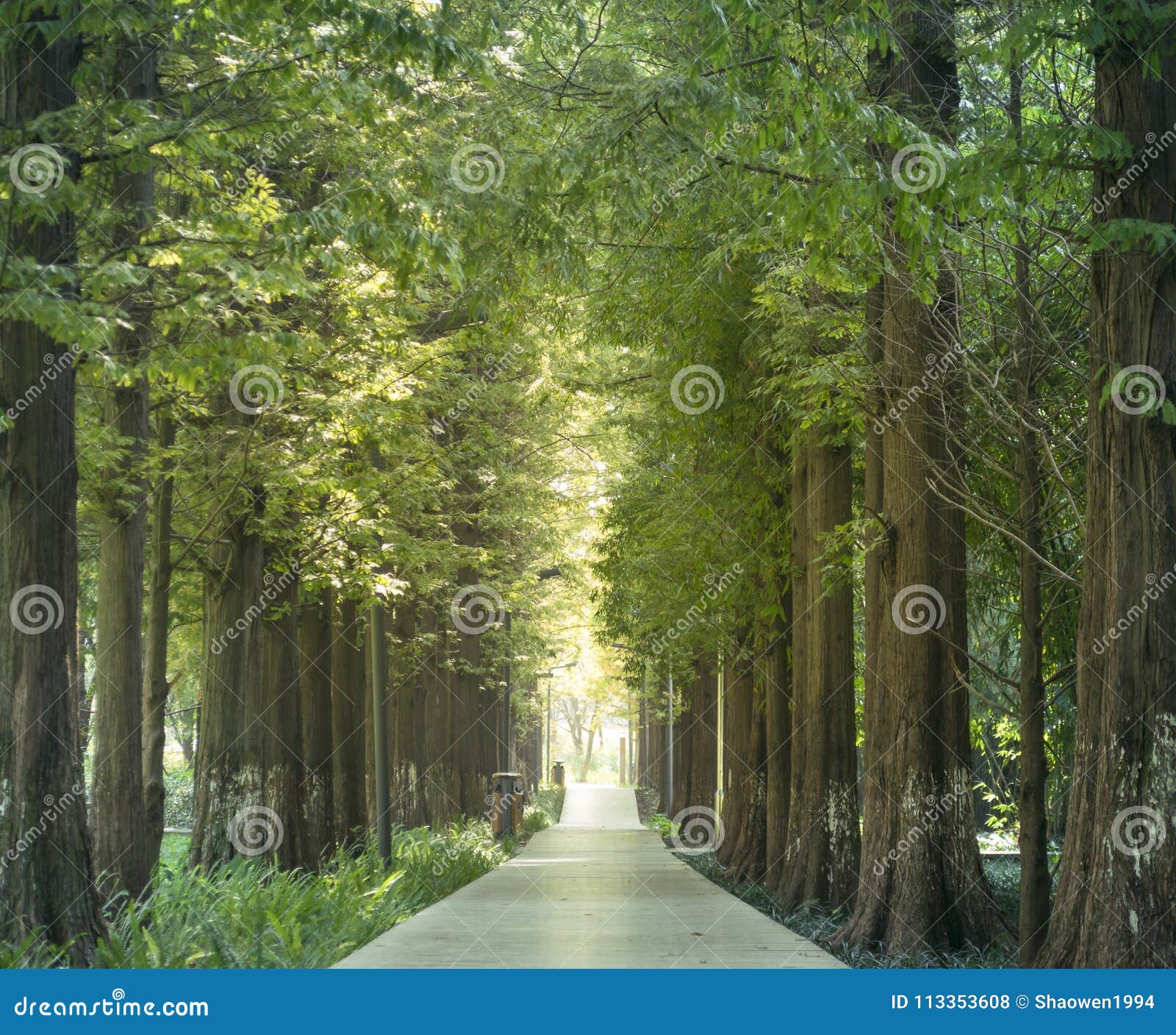Straight path road stock photo. Image of park, outdoor - 113353608
