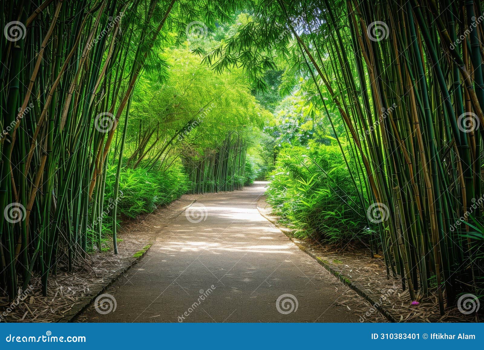 A Straight Path Winds through a Dense Bamboo Forest, Surrounded by Tall ...
