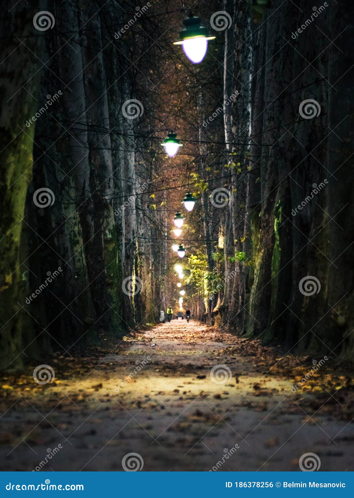 Straight Pathway and Treeline Stock Photo - Image of morning, light ...