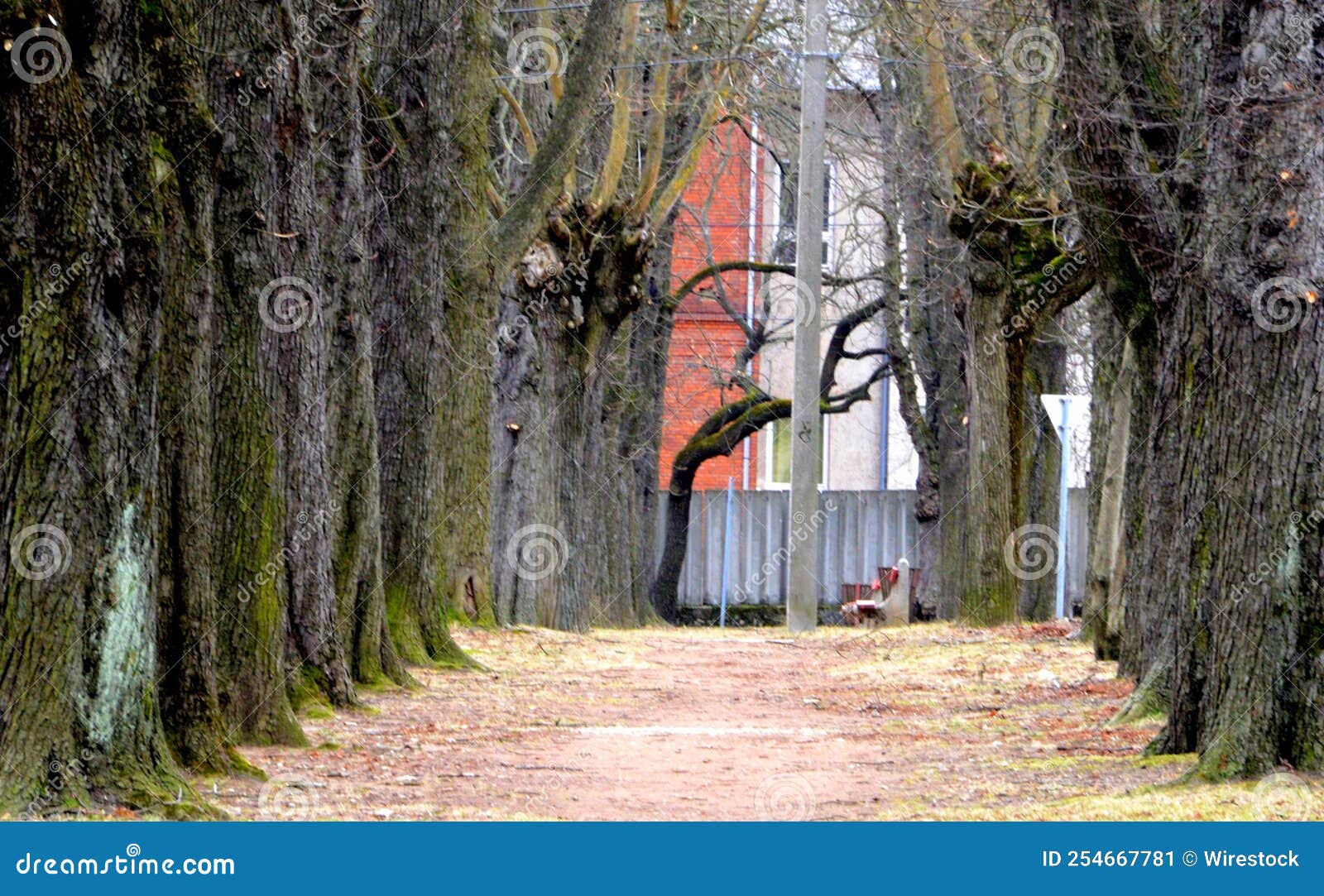 Straight Pathway with Trees on Both Sides in a Park Stock Image - Image ...