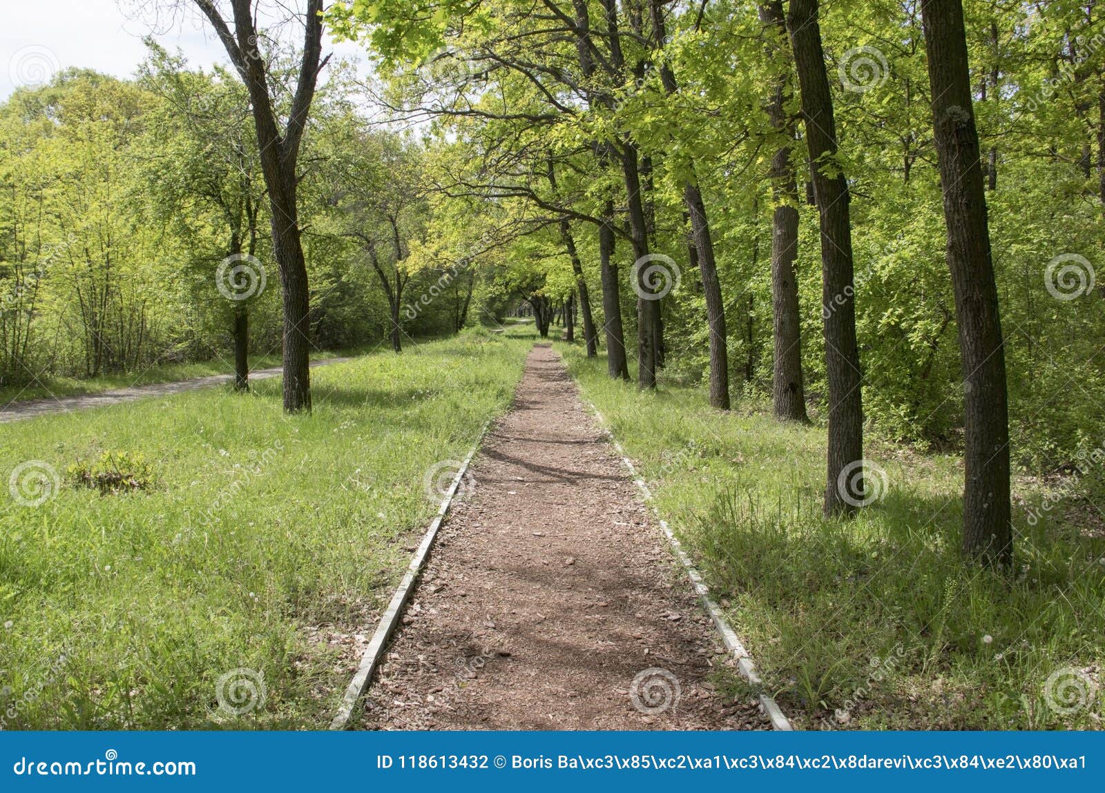 Straight Pathway in the Woods. Stock Photo - Image of pedestrian, wood ...