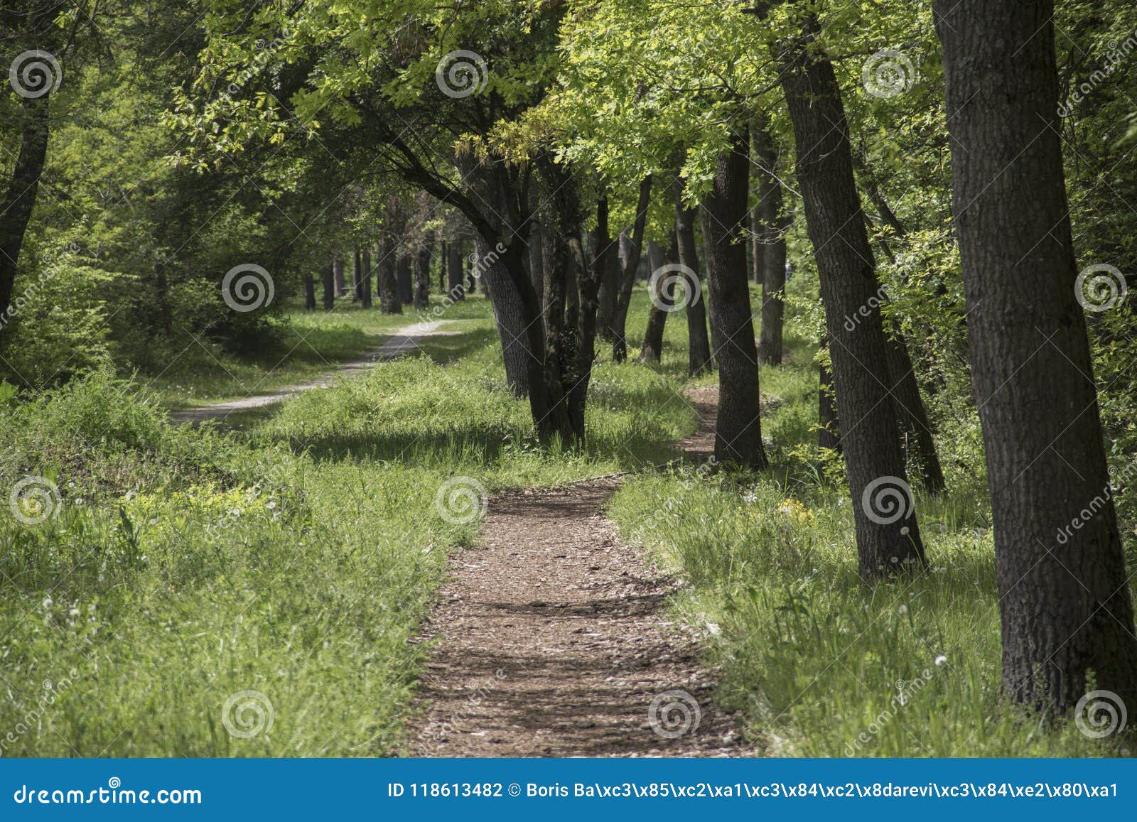 Straight Pathway in the Woods with Trees in the Background. Stock Photo ...