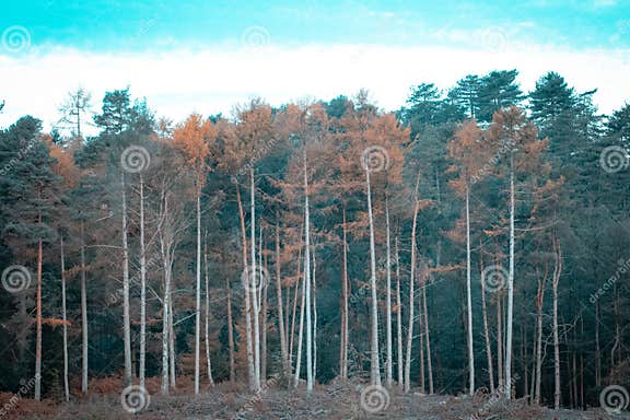 Straight Pine Trees on the Side of a Hill in Autumn or Fall Stock Photo ...