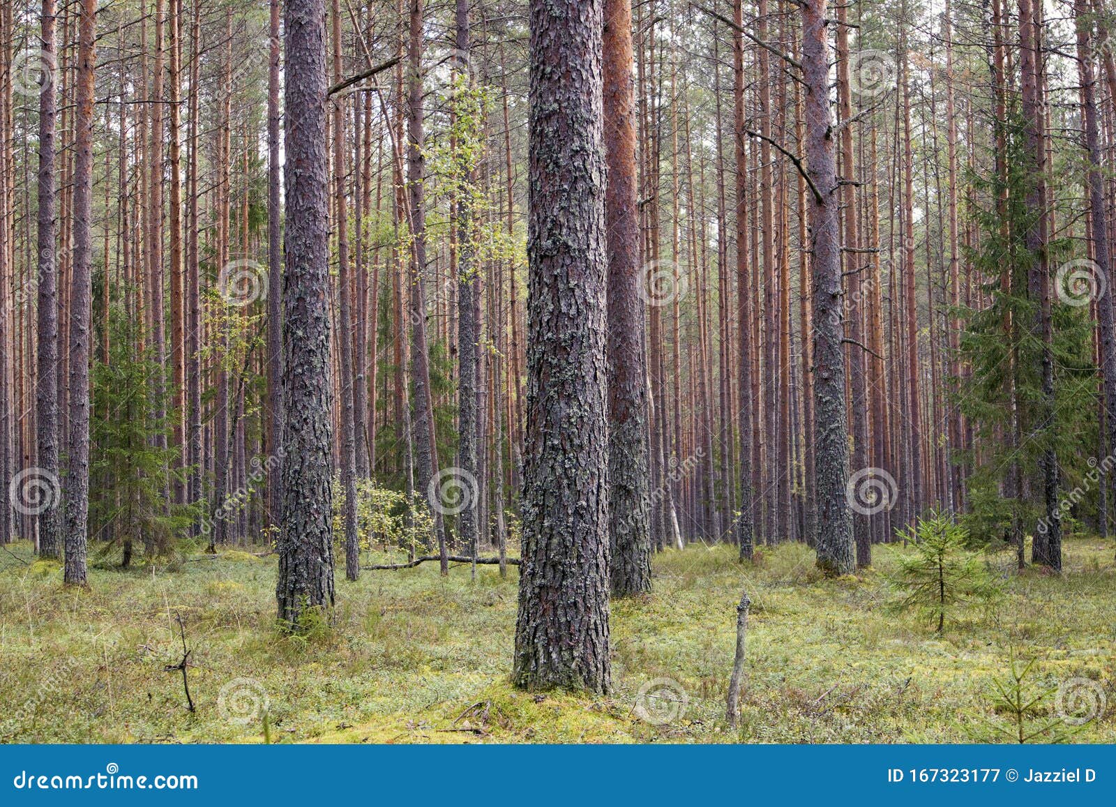 Straight Pine Trunks of Ship Pine Forest Stock Image - Image of nature ...